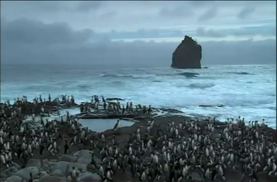 El Pensieve de Dinorider: Extinto - IV - El Alca Gigante