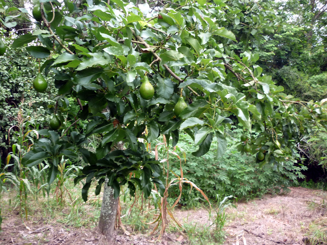 DIÁRIO COM A NATUREZA: 18 DE JULHO - ABACATEIRO - ABACATE - FRUTA ...