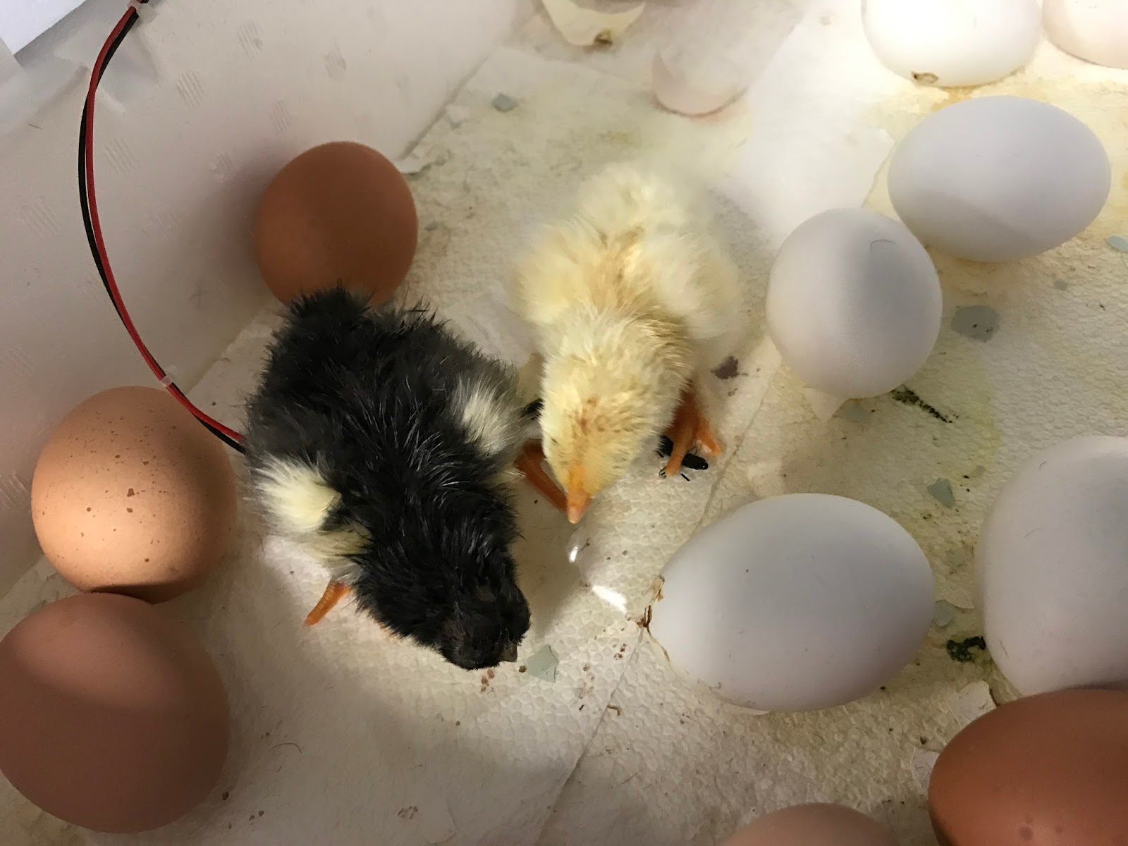 Mrs. Detwiler's Class 1C Top Dogs: HATCHING CHICKS!!