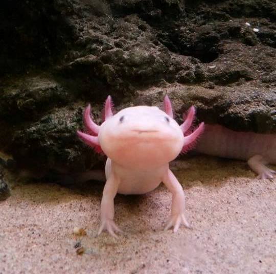 SIRIUS: Axolot, Ambystoma mexicanum