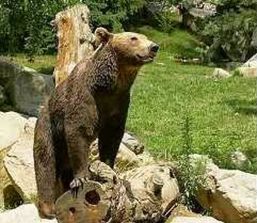 Itinérance : Animaux des Pyrénées