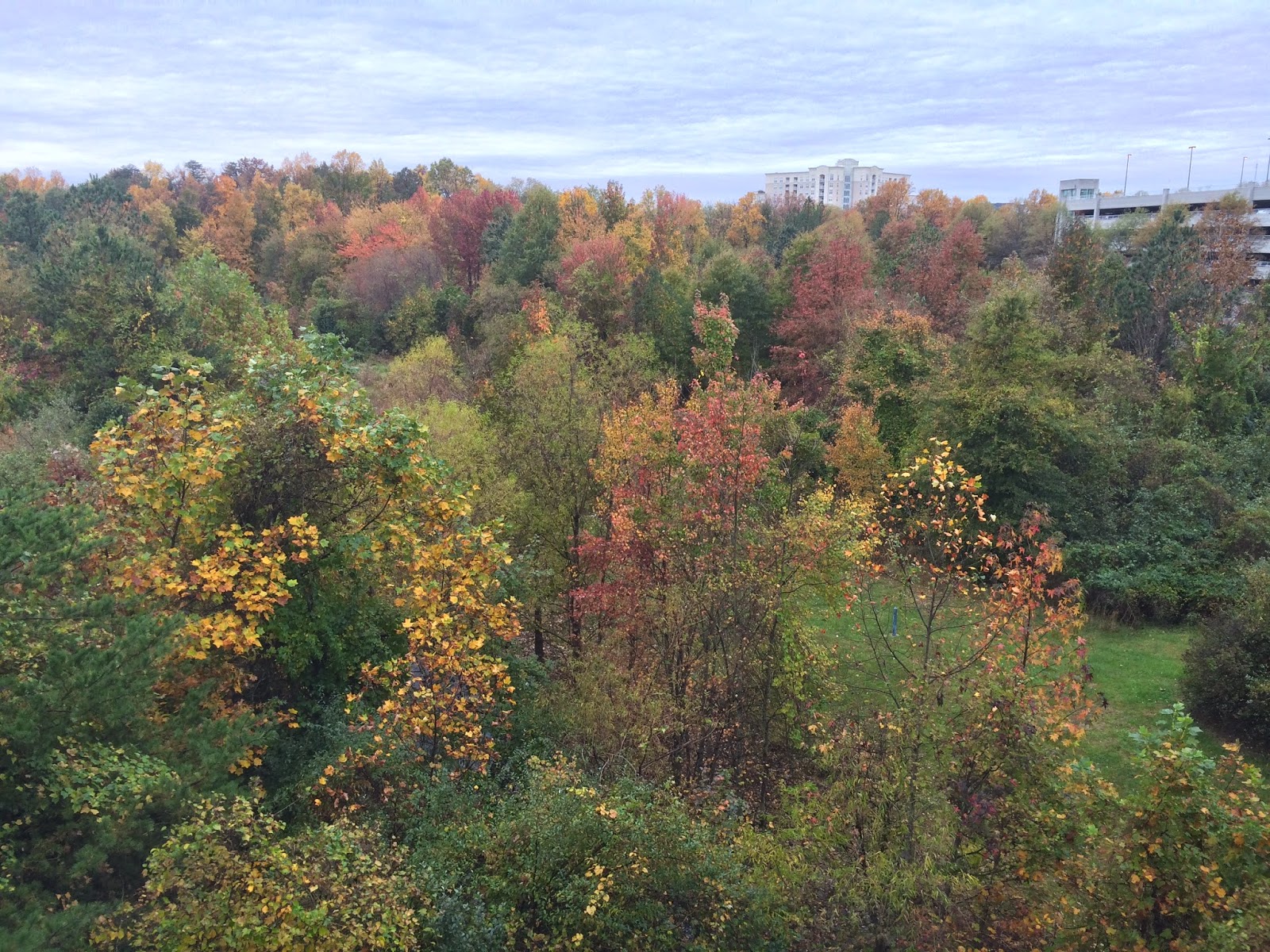 Springfield Things: Trees