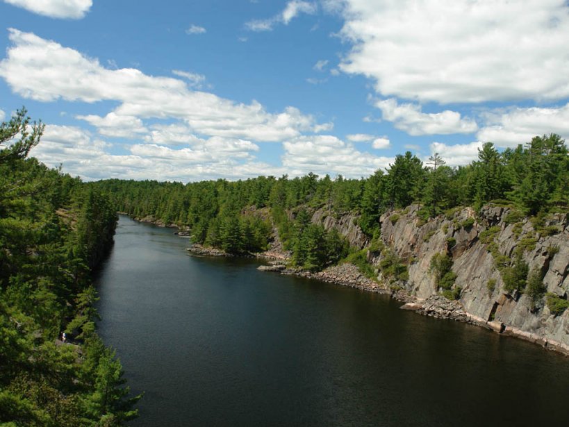 Fagocitosis: Tipos De Ecosistema