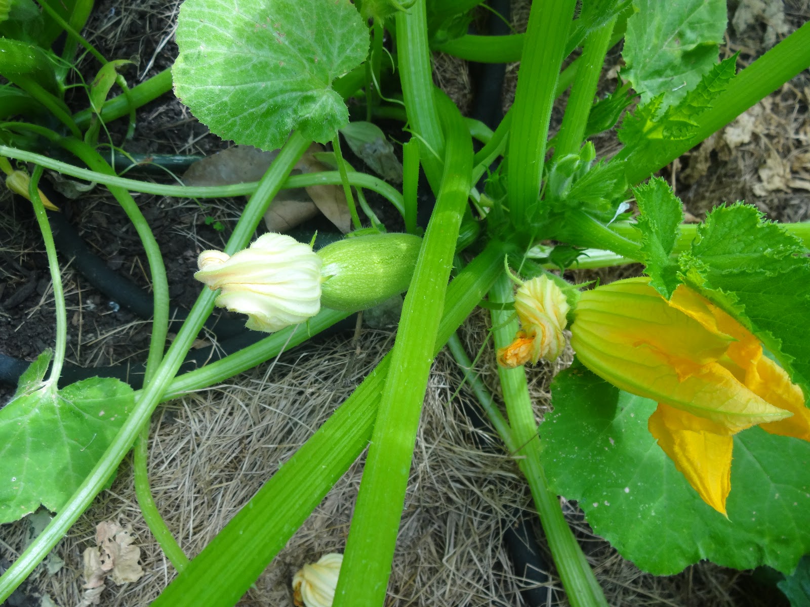 The Scientific Gardener: 8/1/17 - 9/1/17