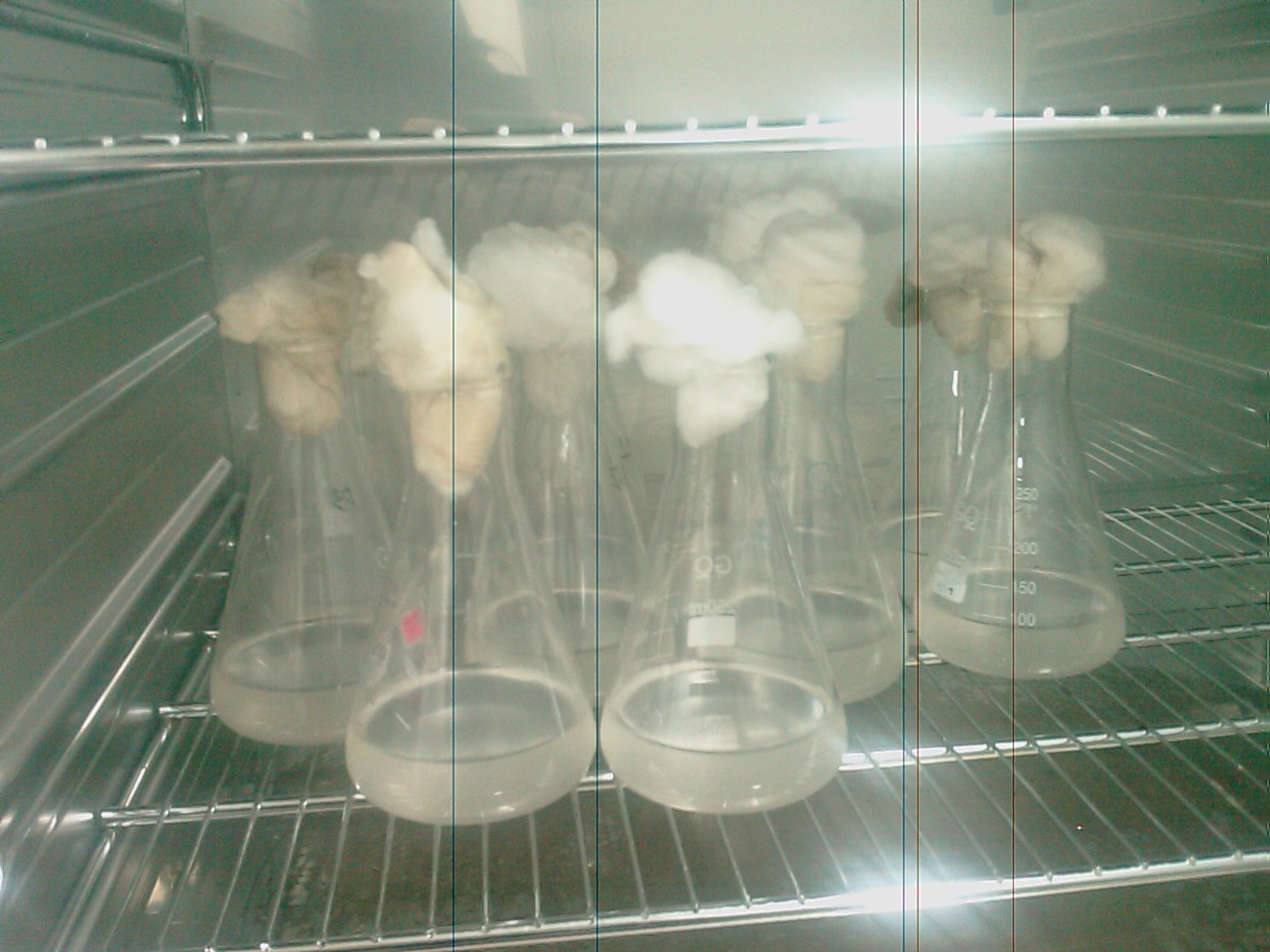 AISAR GALLERY: STARTER Nata Production