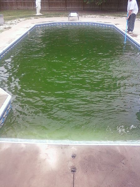 SuntekPoolsandSpas.com: Keep Your Pool Algae Free