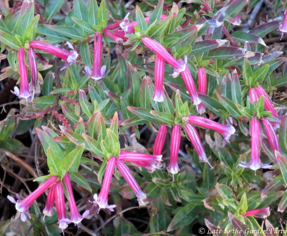 Late to the Garden Party: Bloom Day - January 2016