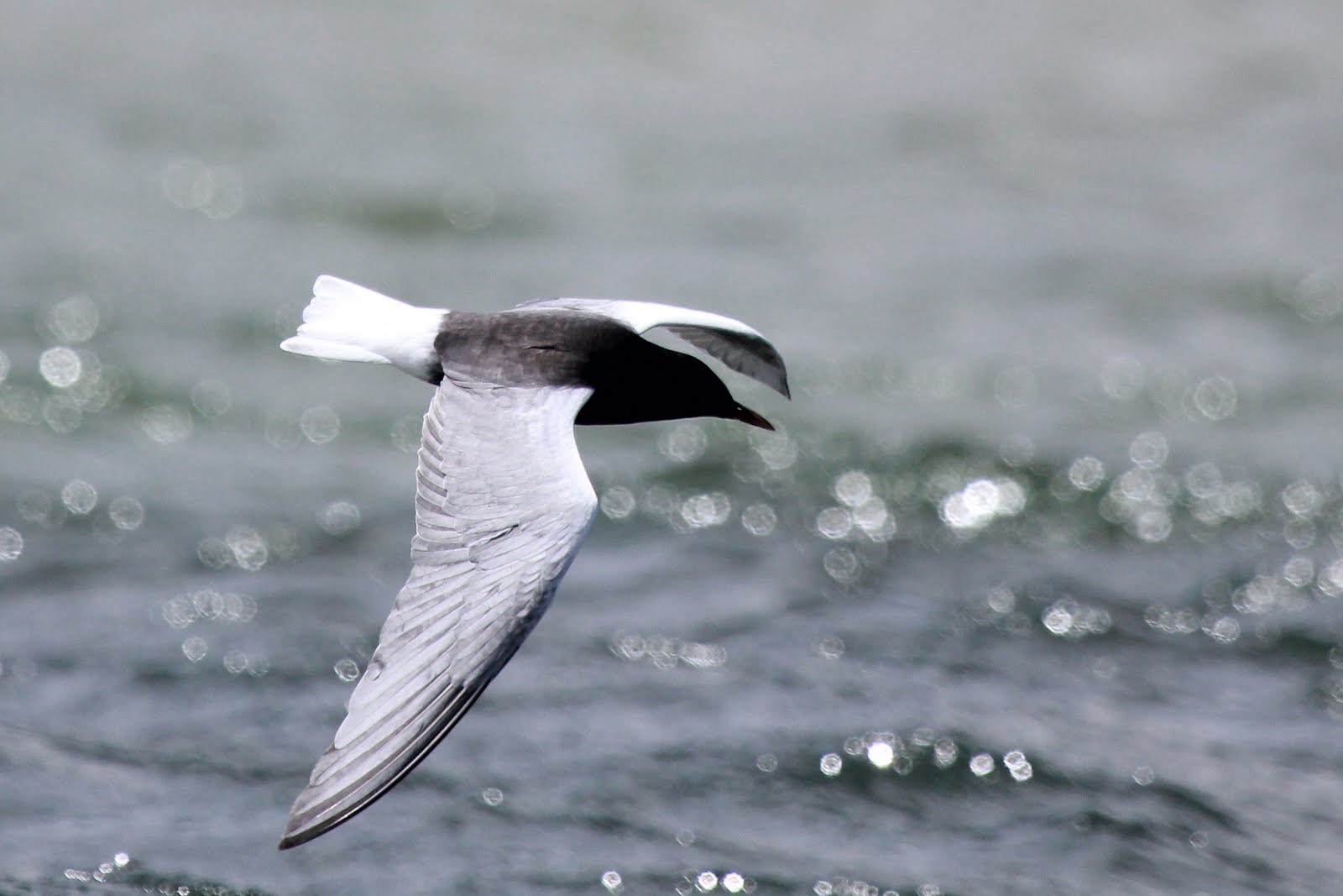 Peter Langlands Birding: White-winged black tern - Upper Rangitata