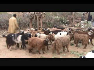 my life and times: Jacob got his goat!