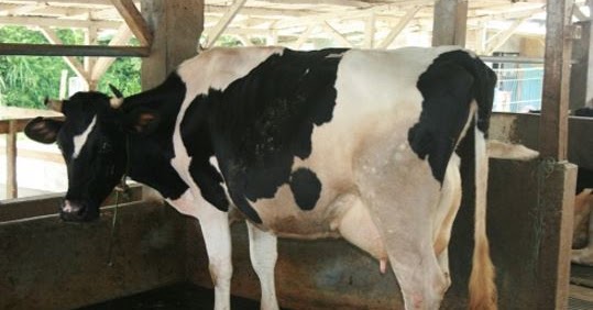 Cara Beternak Sapi Perah Secara Intensif