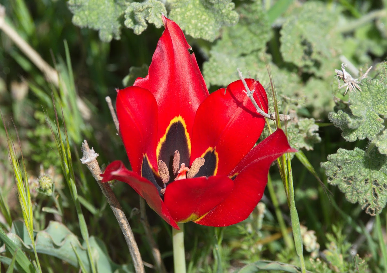 Dominic's Field Photos: Har Amasa flowers