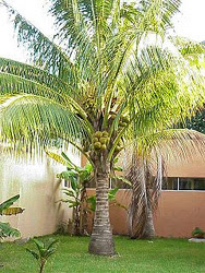 Orquidário OrquivivA: Coqueiro anão