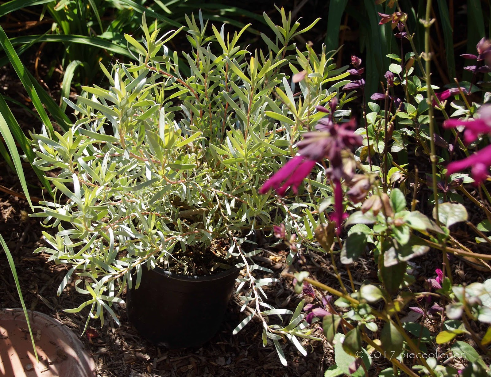 New Plants For Fall Planting/Huh. How 'Bout That?