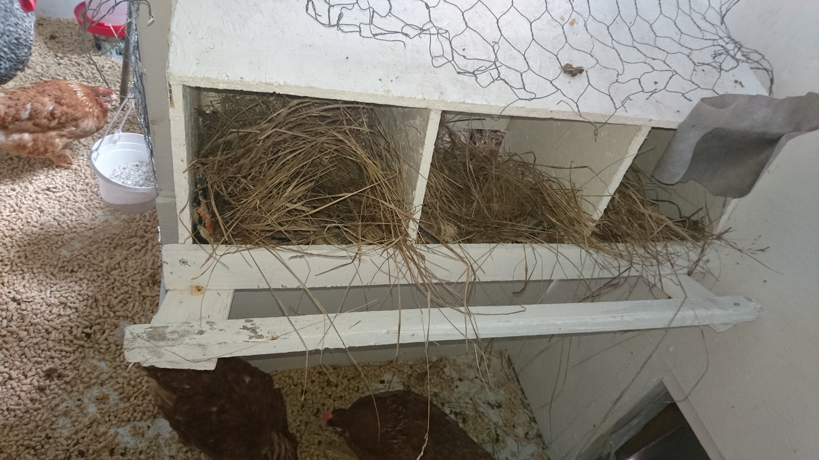 Odlar, tar till vara, syr och slaktar!: Värprede, försvinningsrede med ...