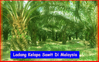 Saiz Keluasan Ladang Kelapa Sawit Di Malaysia