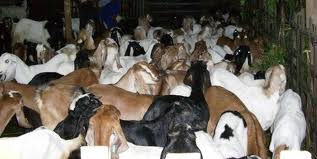 Goat farms in Indonesia | fauna