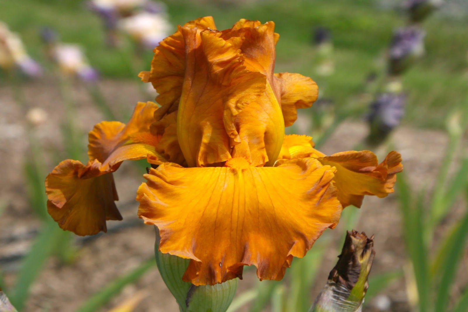 World of Irises: Let the Sun Shine In