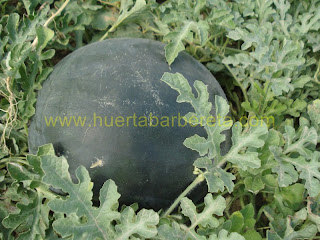 Huerta Barbereta Blog - Vivero: Sandía Injertada en calabaza