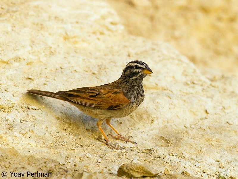 Yoav Perlman - birding, science, conservation, photography: June 2011