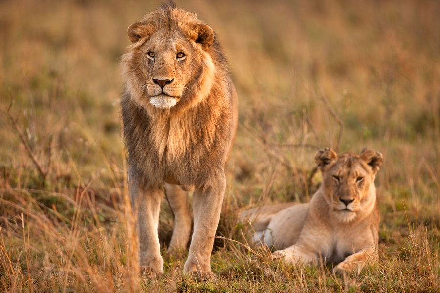 IMAGENES DE LEONES: IMAGEN LEON CON SU LEONA