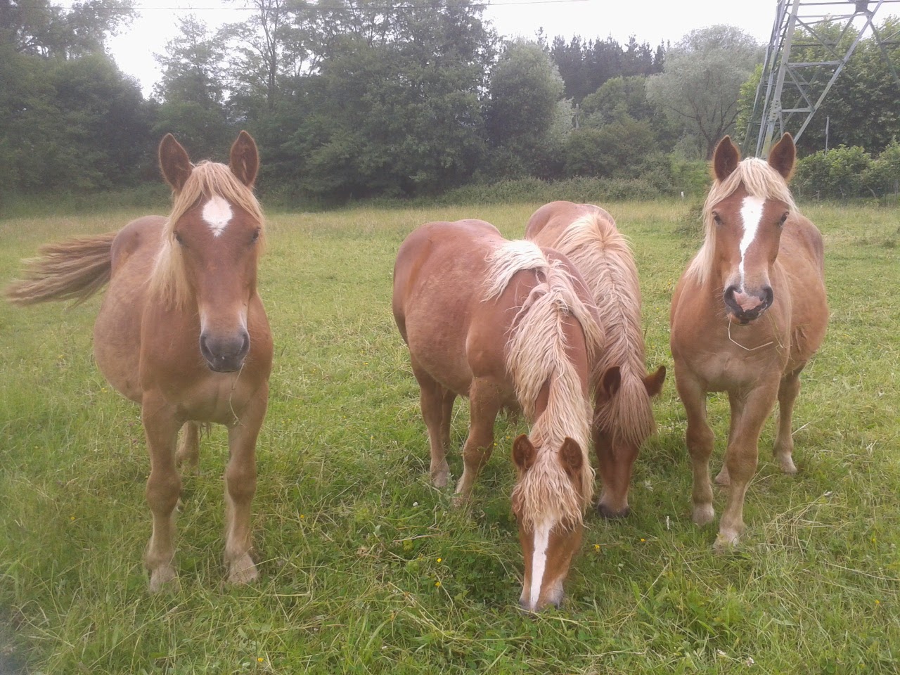 Euskal Herriko Mendiko Zaldia: POTRAS BURGUETE CON CARTA