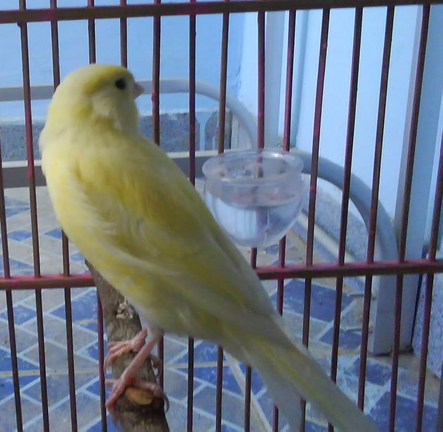 Animal Species: Characteristics of Good Canary