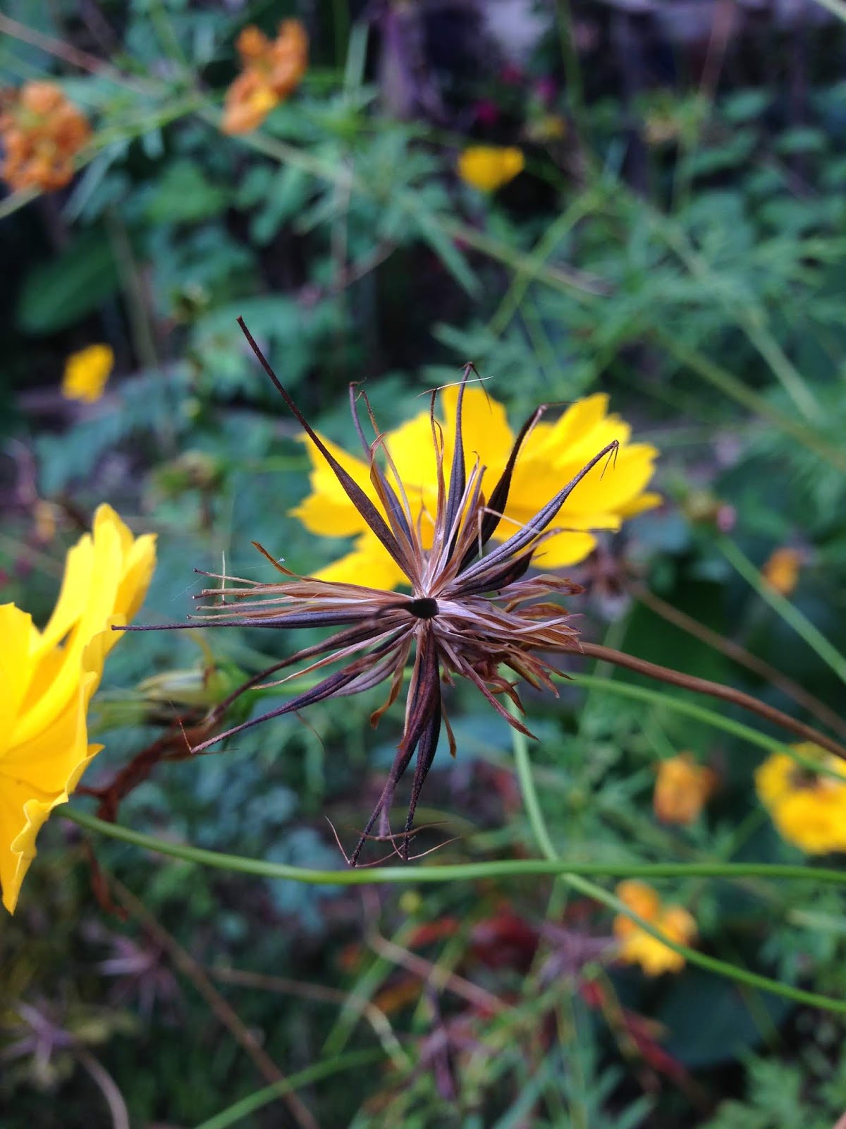 KENIKIR X RAYA - vainz story