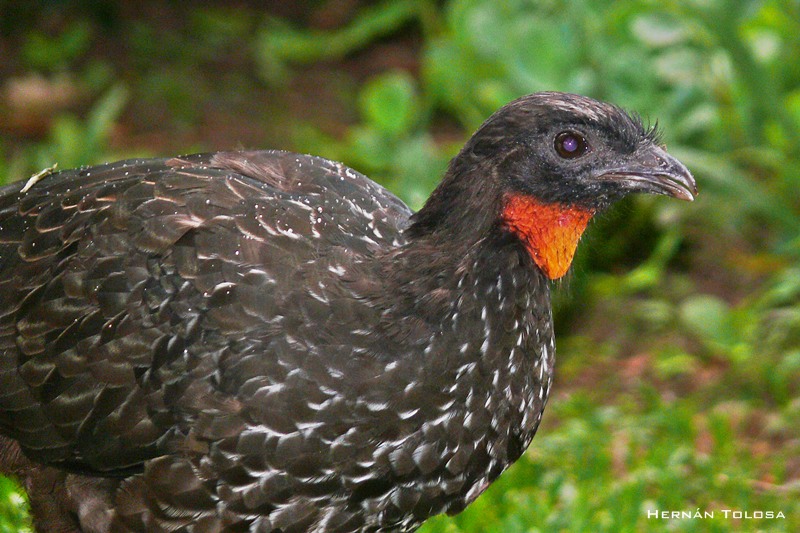 Aves Bonaerenses: Pava de Monte Común (Penelope obscura)