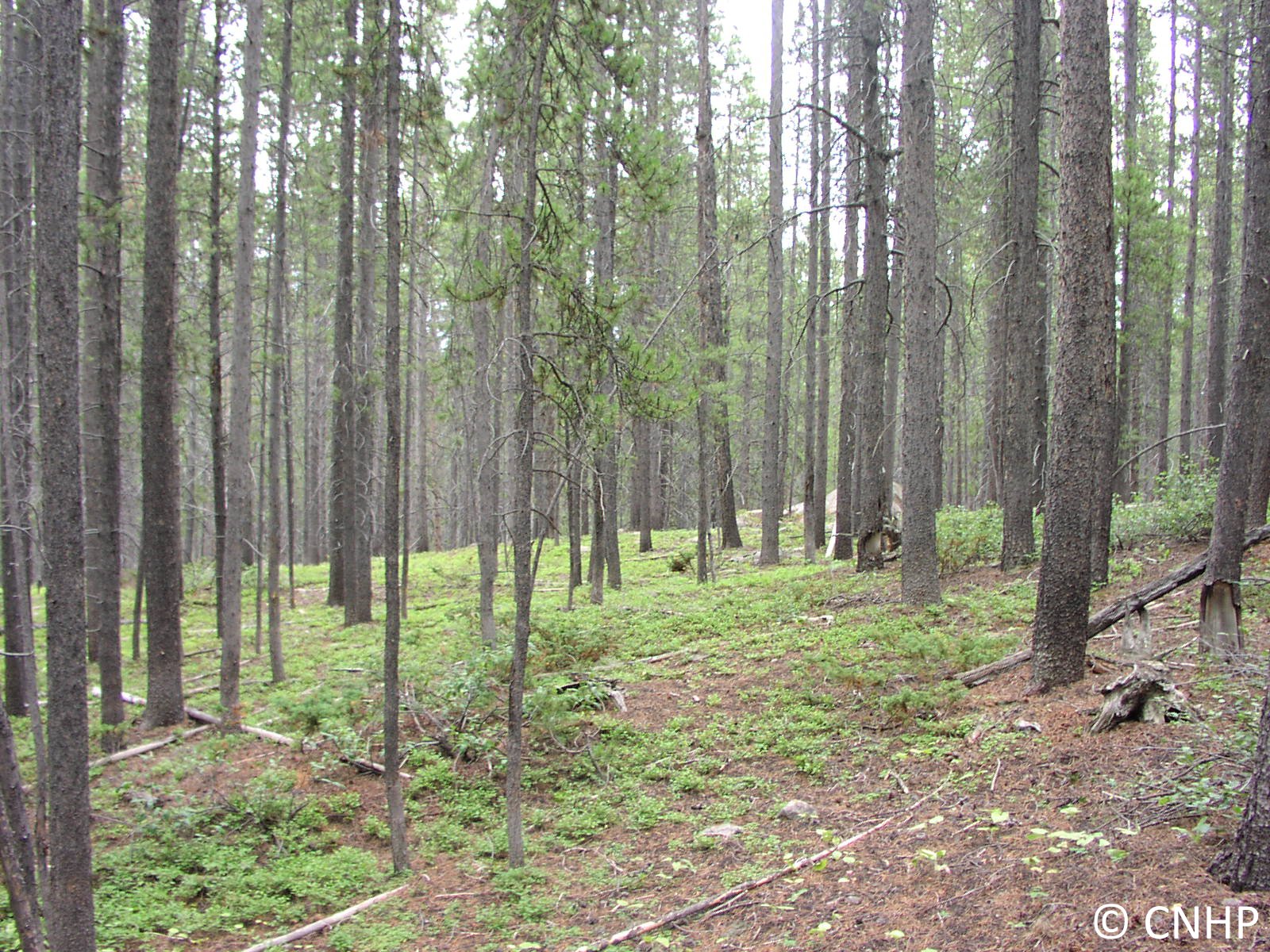 CNHP Blog: Ecological Systems: Lodgepole Pine