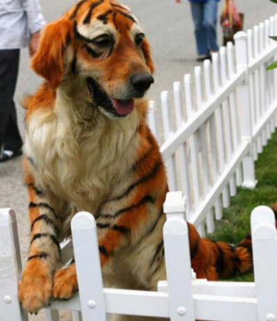 kandeej.com: How to dye your dog like a lion, tiger or bear (oh my!)