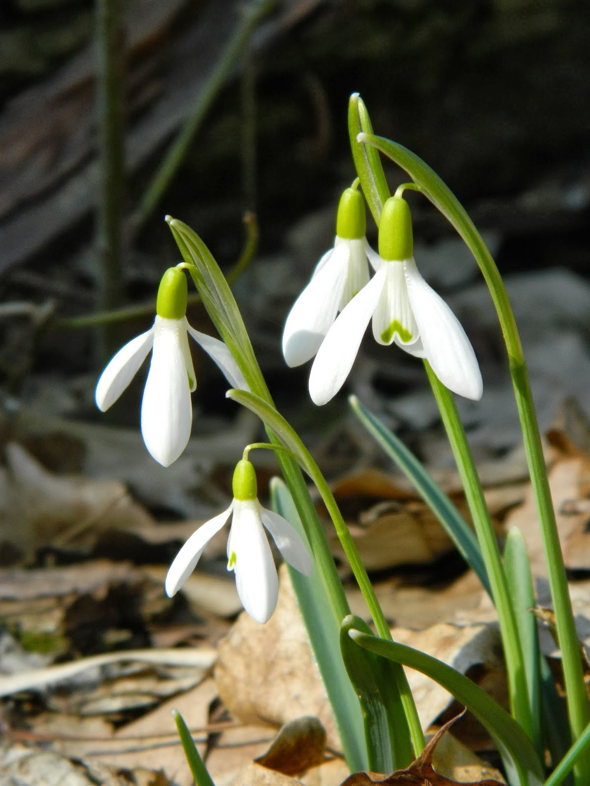 Terep-járó: Sziromszínek. Vadvirág-album 1. Fehér virágok