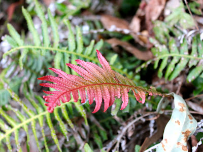 Florez Nursery: Shade garden plants