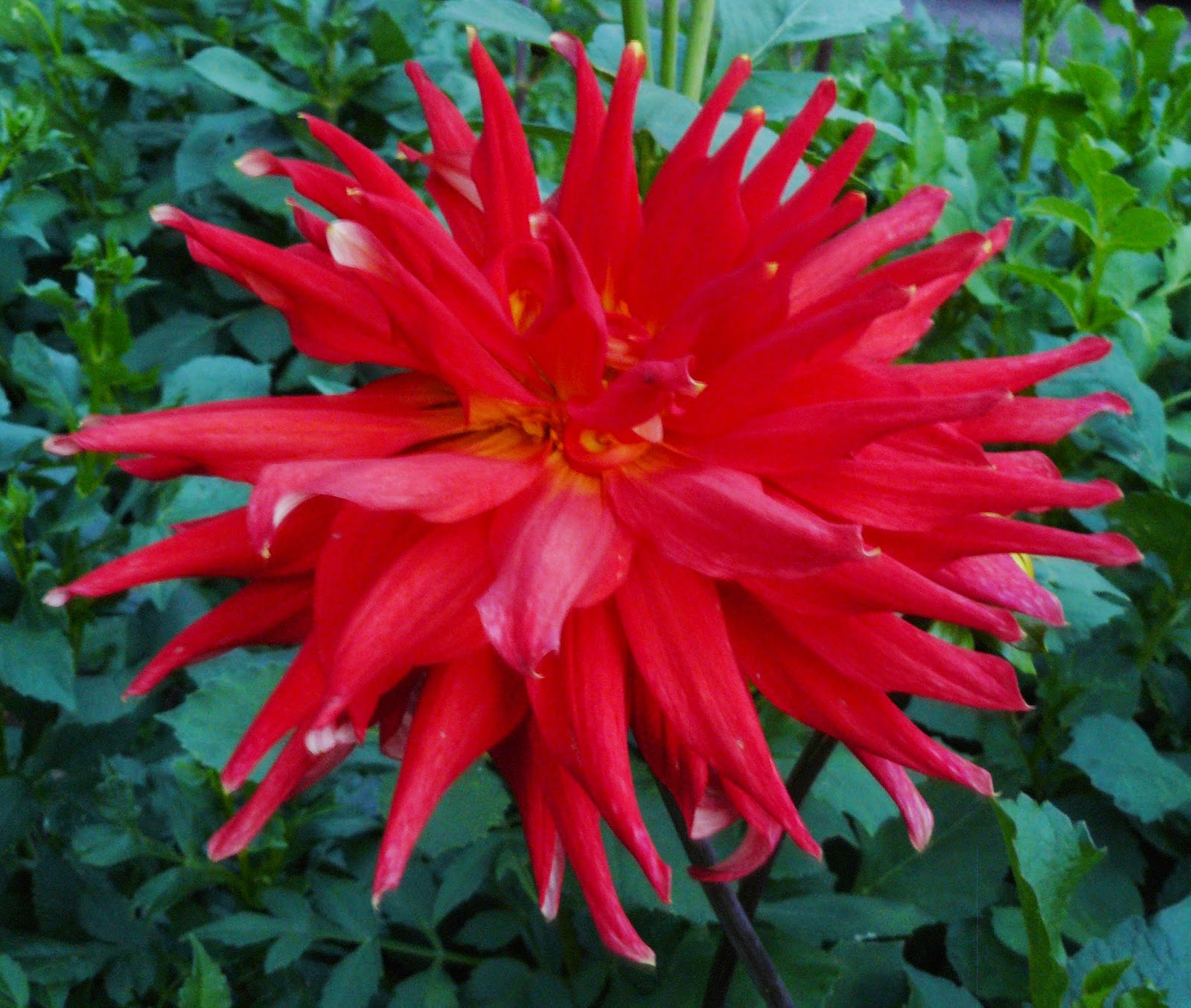 Clear Creek Dahlias: 2014 Dahlia Photo Album