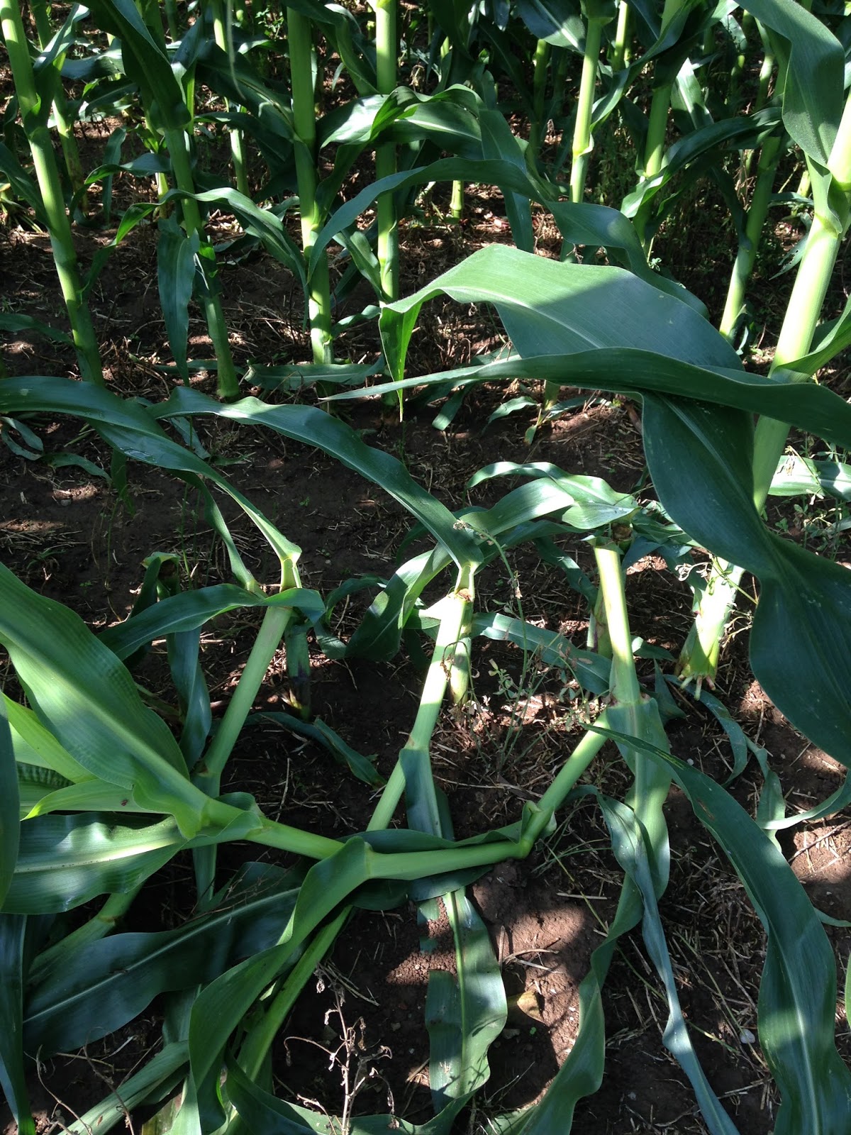 Grain Crops Update: Crops Damaged in Heavy Storms