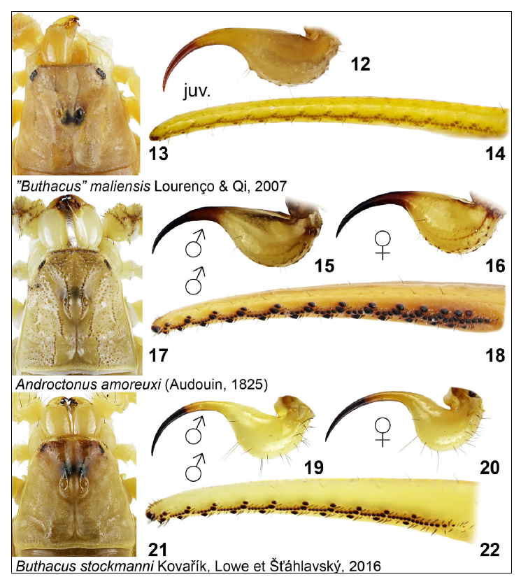 The Scorpion Files Newsblog: Several synonymizations and redescriptions ...