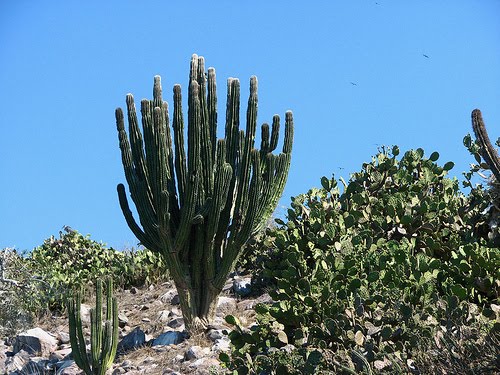 La Historia De Sinaloa: Flora De Sinaloa