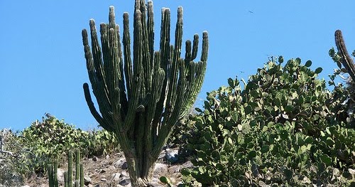 La Historia De Sinaloa: Flora De Sinaloa