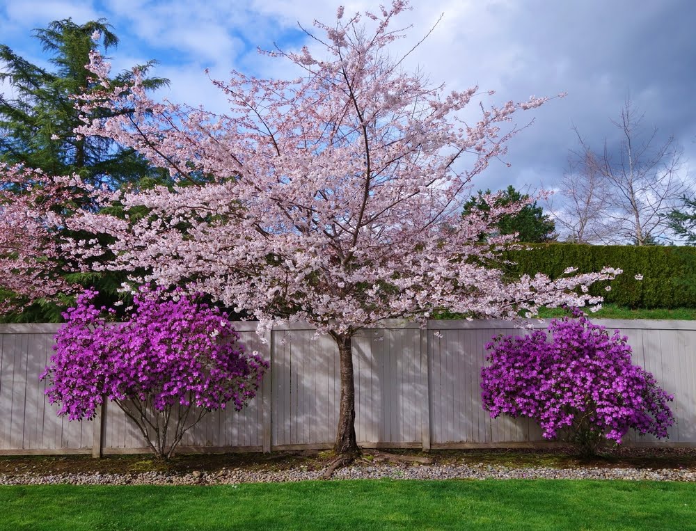 5 Spring Landscaping Ideas for Your Home Paradise