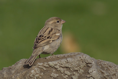 Kuwait Birding: Passer domesticus