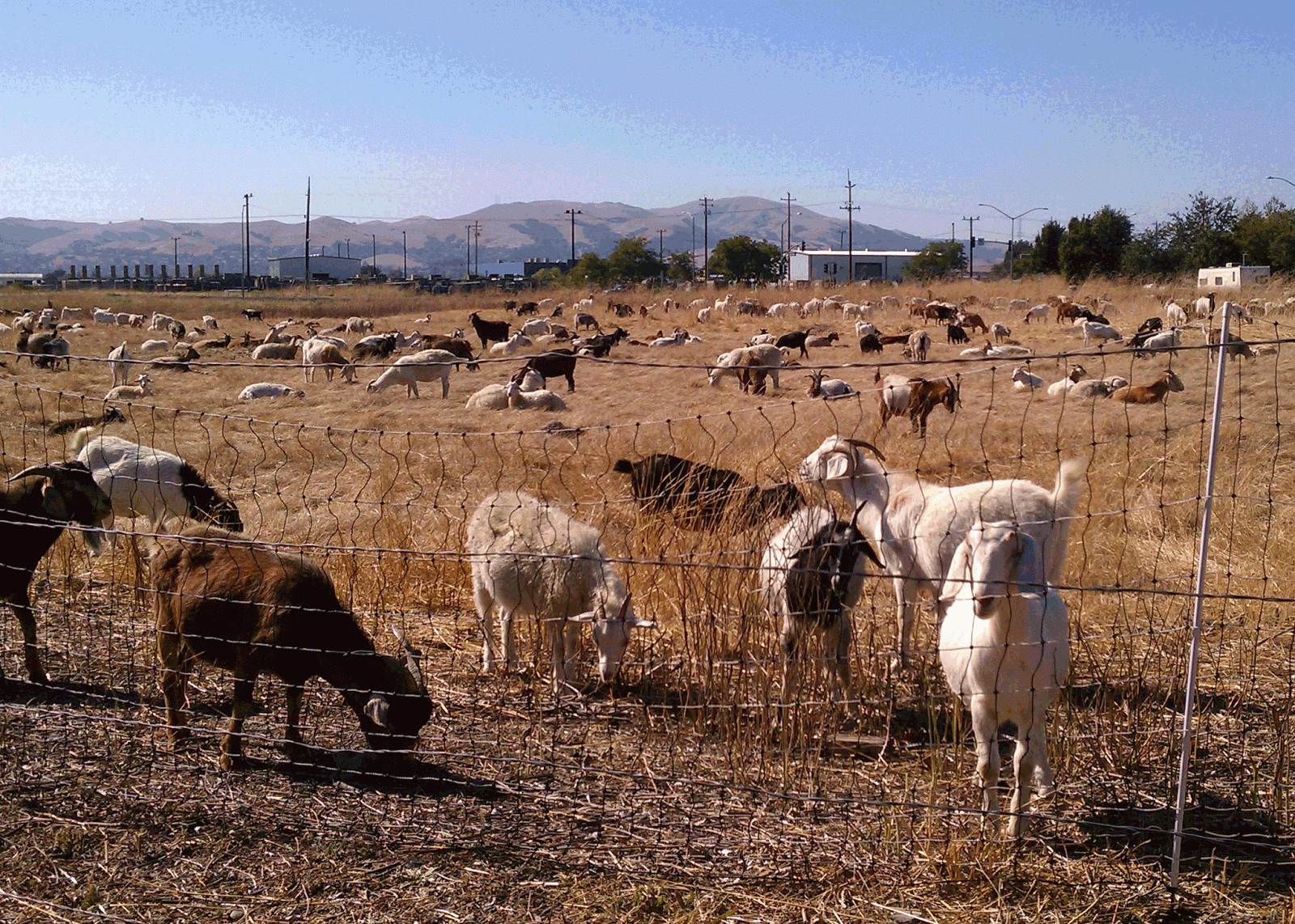 Eden By The Bay: Working Goats in Alameda County
