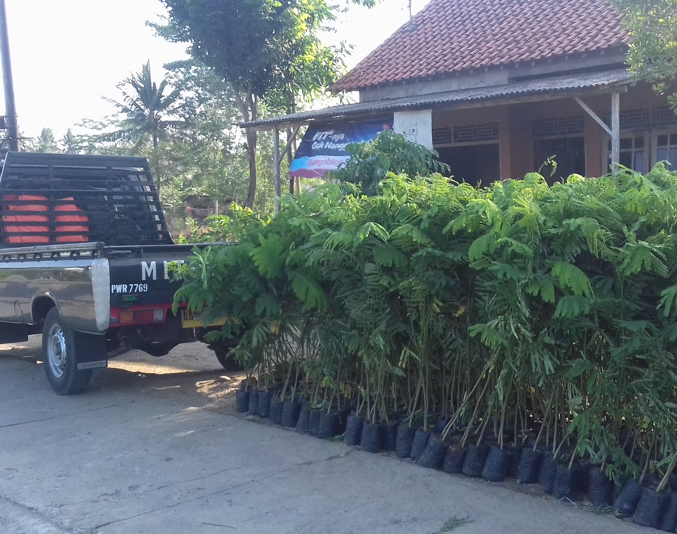 CV. Mitra Bibit: Bibit Sengon Bersertifikat/bibit albasia bersertifikat