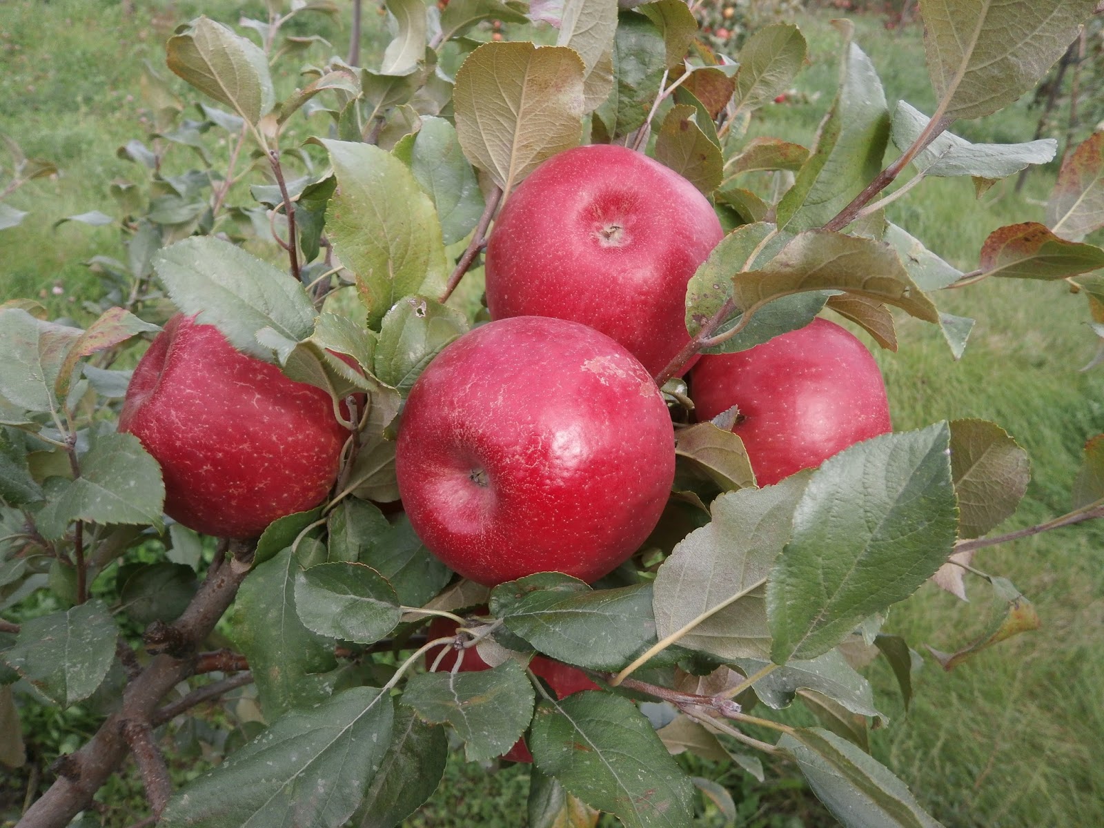 Irish Mountain Orchard: Apple Varieties