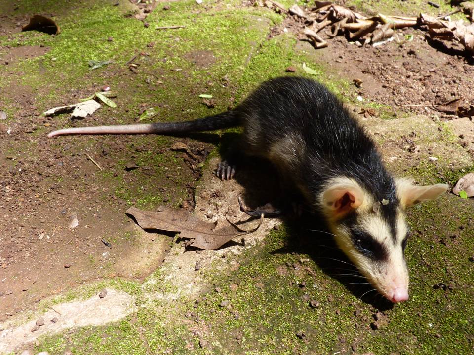 Argentina nativa: Comadreja overa (Didelphis albiventris)
