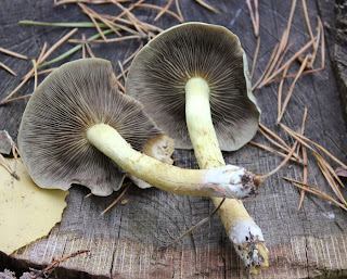 svampfokus: Kan det vara en tegelröd slöjskivling?