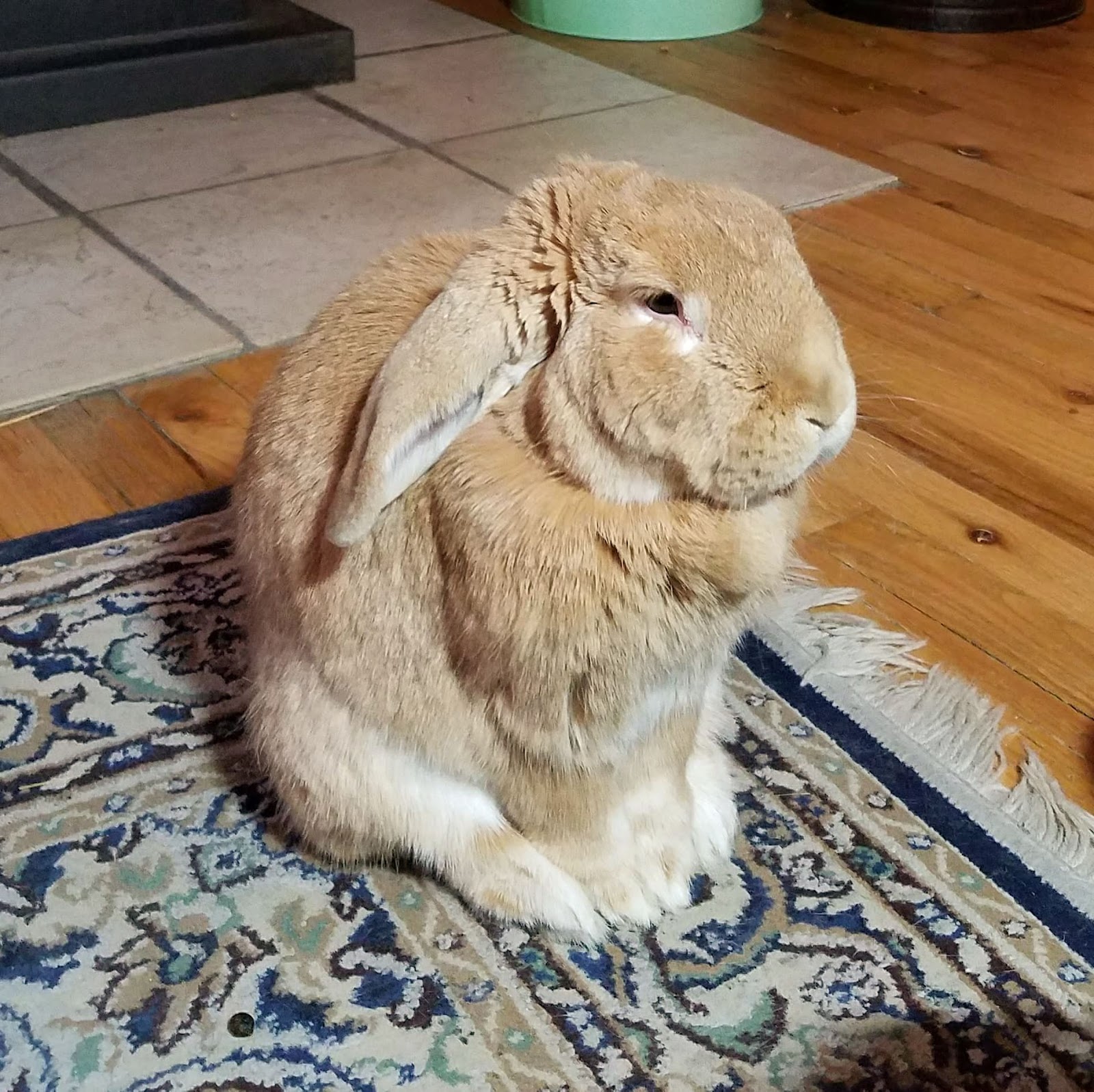 Disapproving Bun Peaches