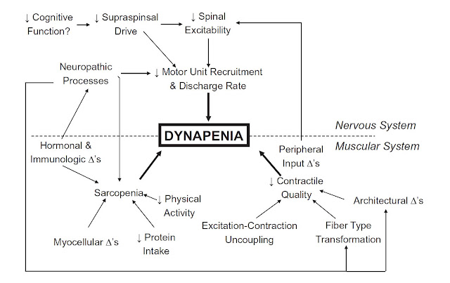 ダイナペニアと加齢 -Dynapenia and Aging-