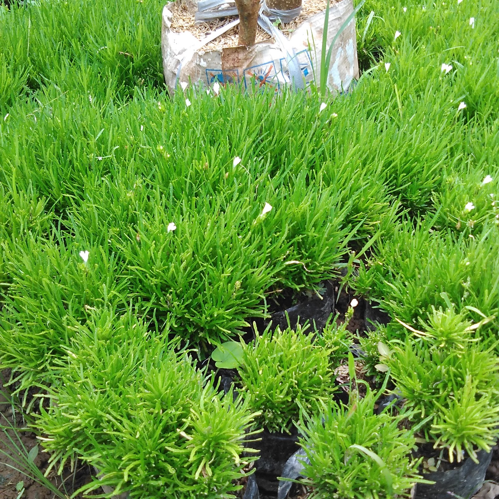 14+ Bunga Dan Tanaman Hias Rumput