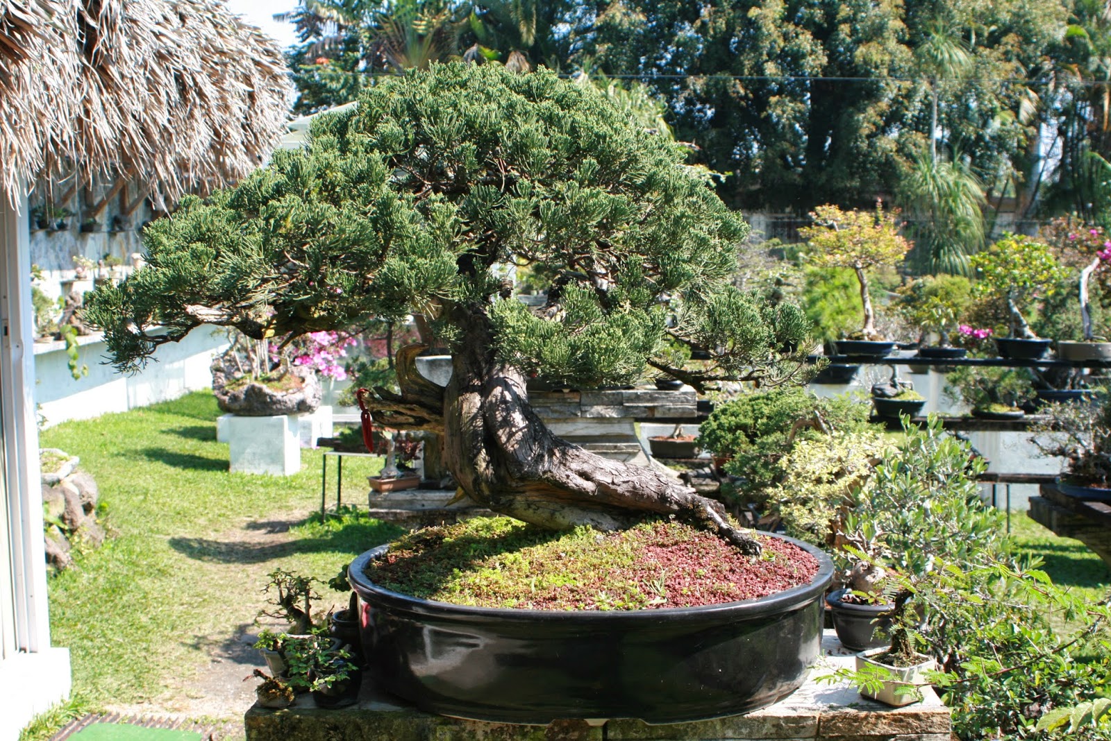 El Ahuizote Veracruzano: Albergará Palacio Municipal exposición el ...