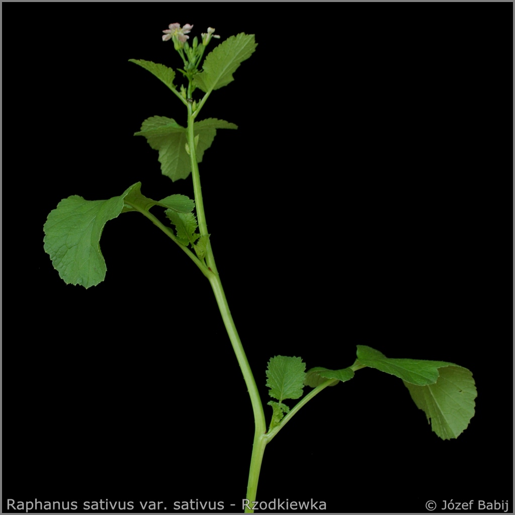 Plant Gallery - Encyklopedia Roślin: Raphanus sativus var. sativus - Rzodkiewka