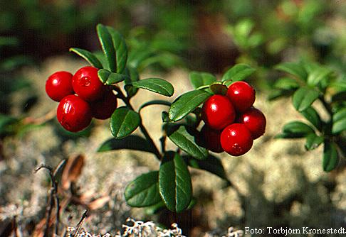 Ditten och datten och en blick i backspegeln: mars 2011